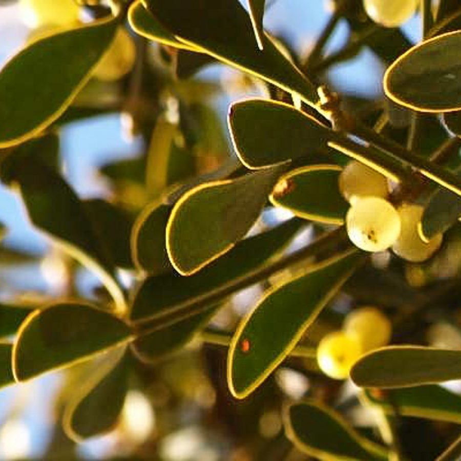 Nachricht - Gemeinschaftsforschung und Selbstheilung