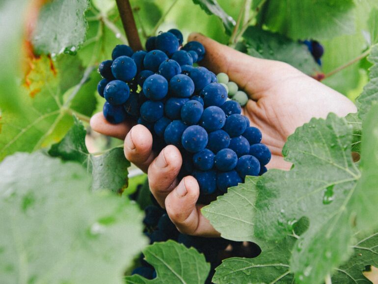 Agriculture - Biodynamic Winemaking