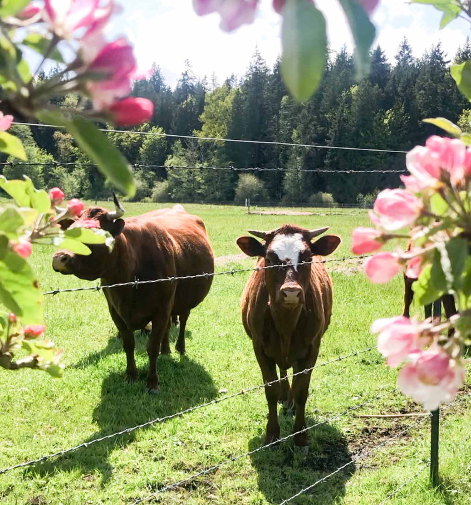 Agriculture - Sophia Rising