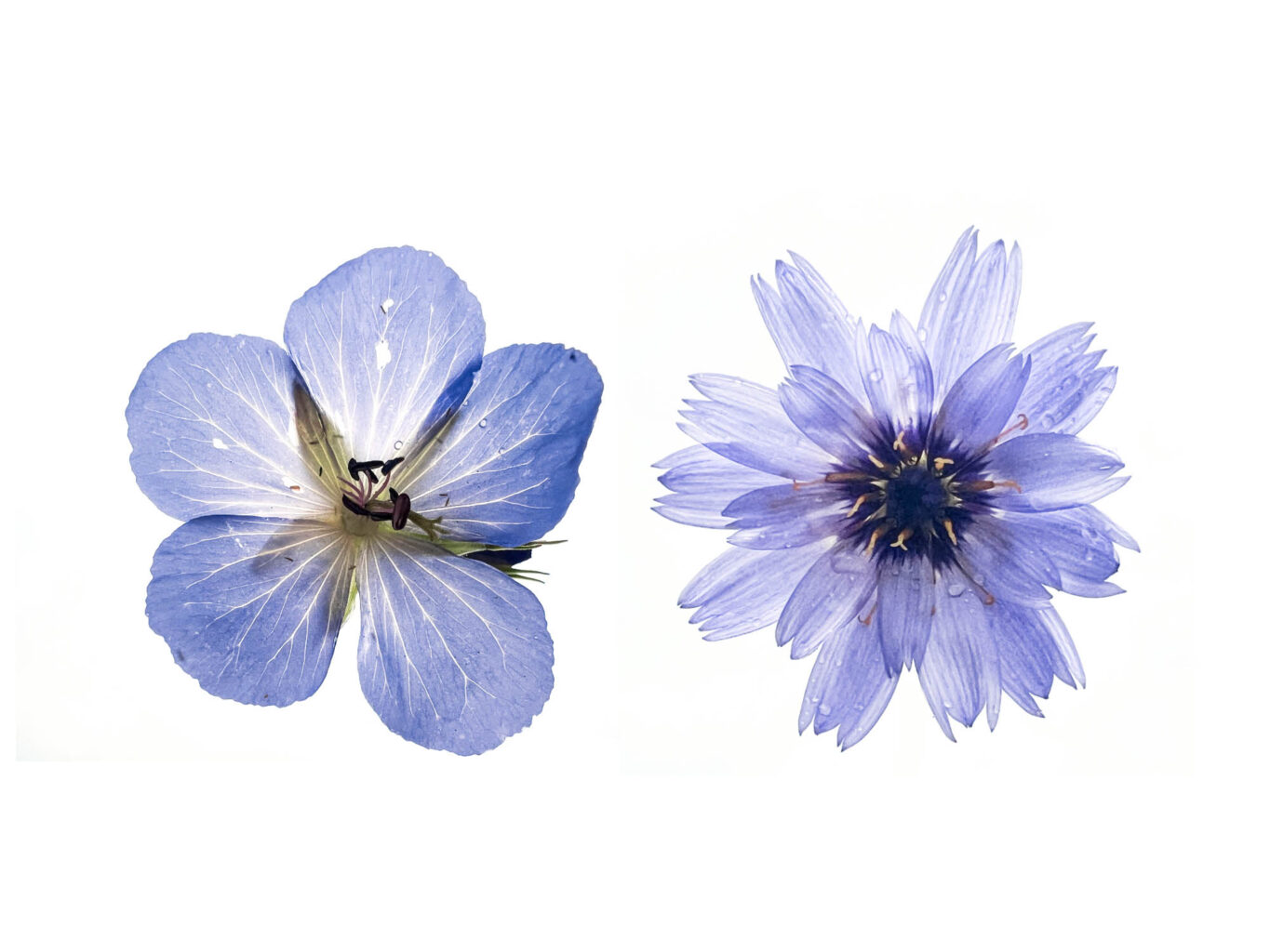 Literature - Novalis and the Blue Flower