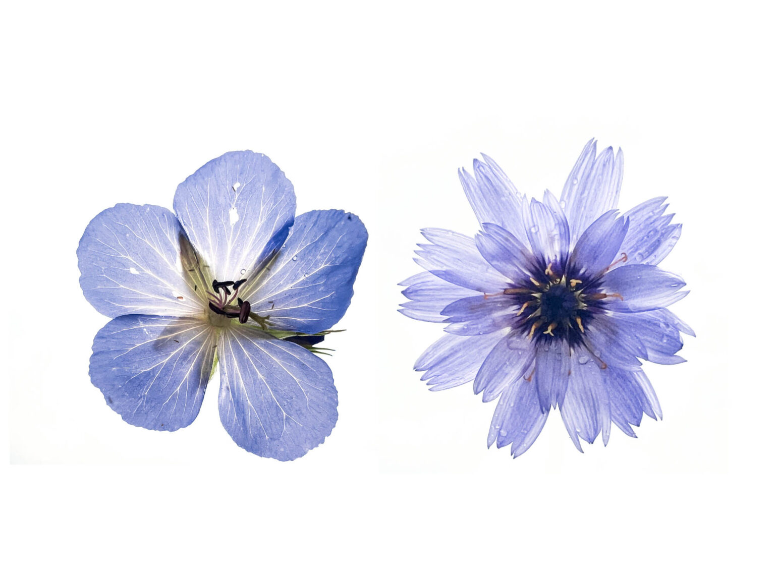 Literatur - Novalis’ blaue Blume