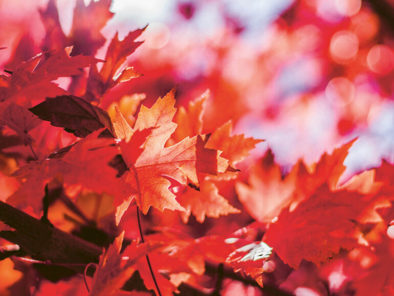 General Anthroposophy - Life Takes Me at My Word