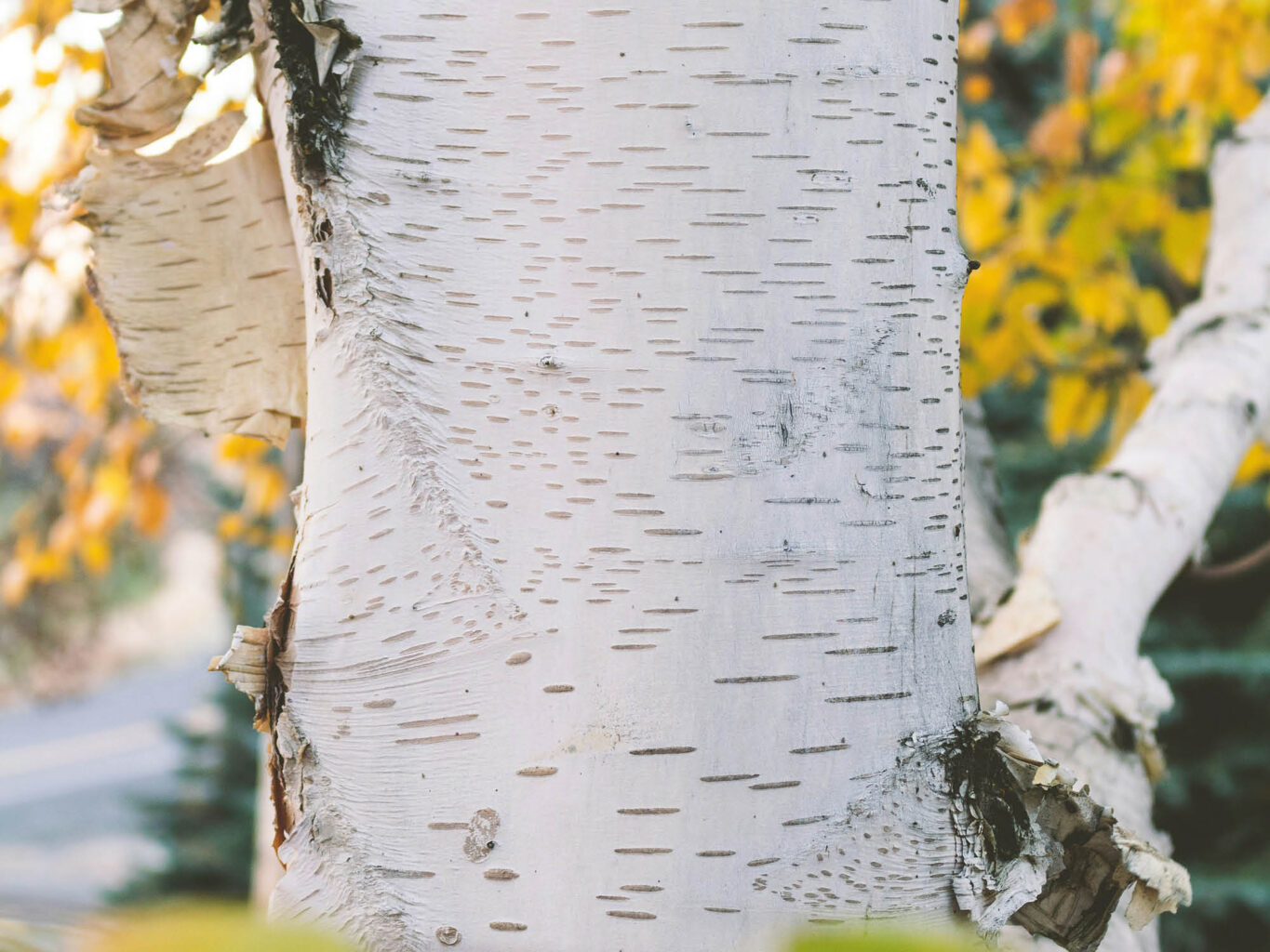 Goetheanum - Birken gehen, Walnuss kommt